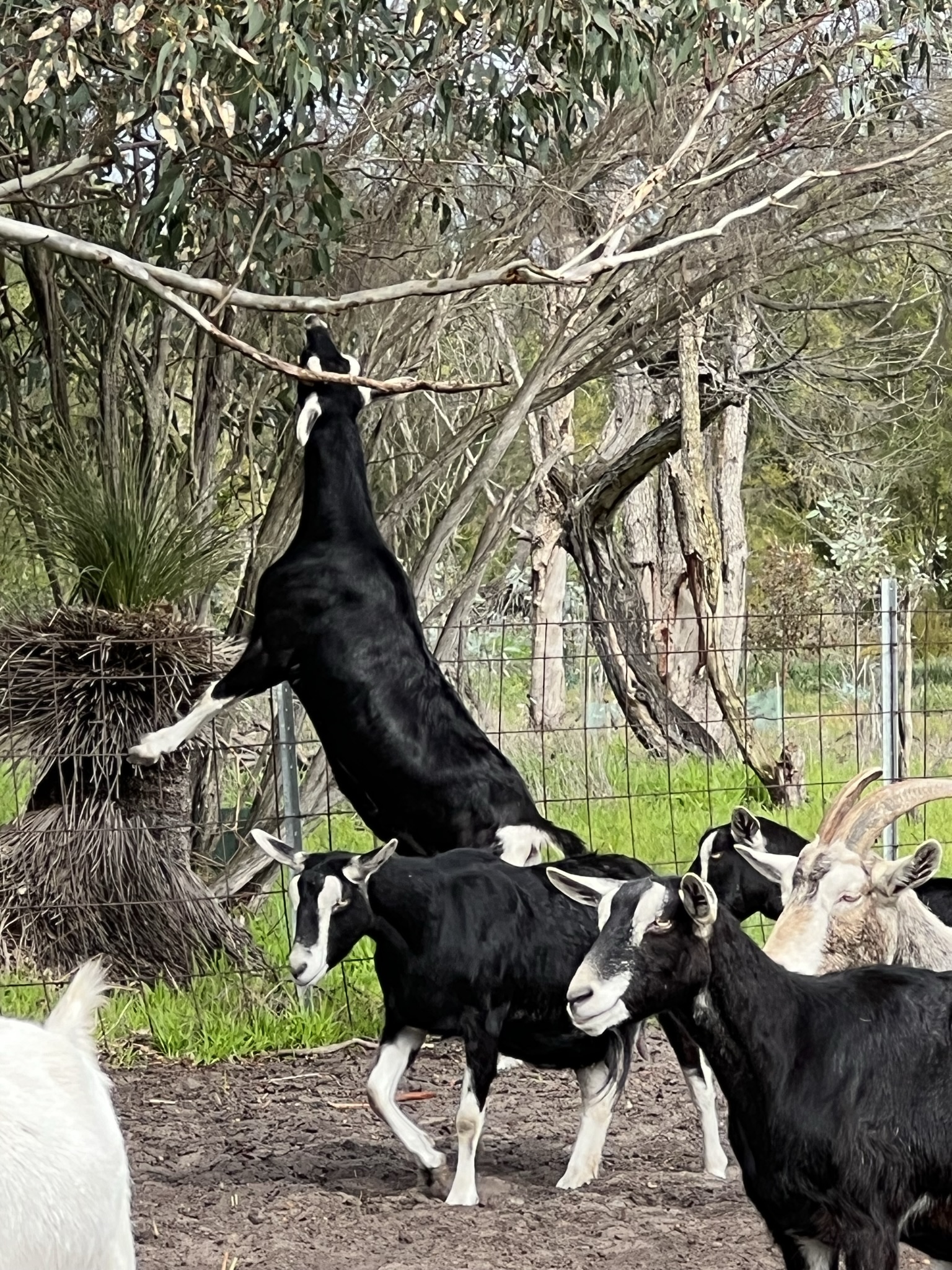 Bindoon, Gingin and Surrounds July 21st 2023 | The Probus Club of Perth ...
